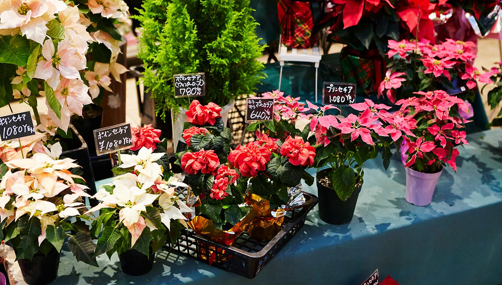 Interflora | Media Optimization Case Study | SpeedSize