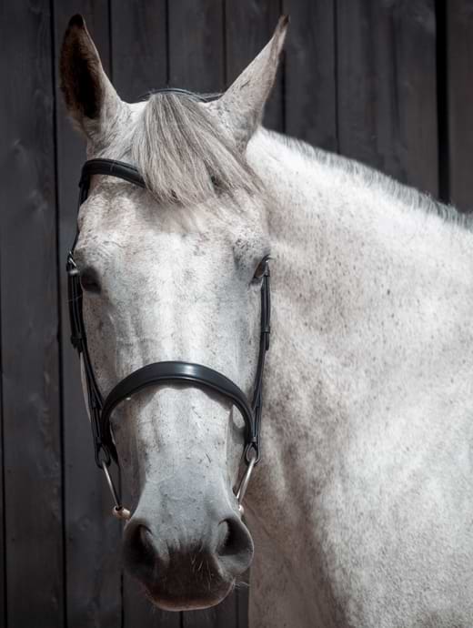 Henry James Saddlery Cavesson Bridle Havana Brown | Griggs Equestrian
