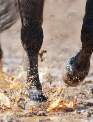 Everything You Need To Know About Mud Fever | Griggs Equestrian