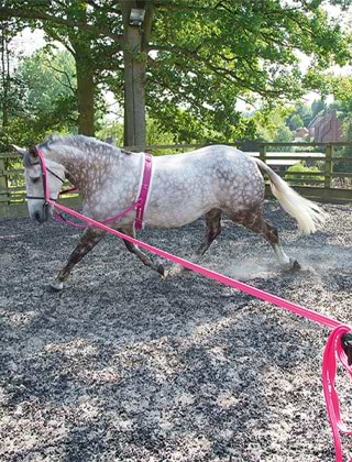 Horse Training Aids | Griggs Equestrian