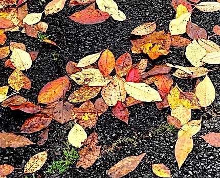Start of town’s leaf collection program falls on Nov. 6 | Westport Journal