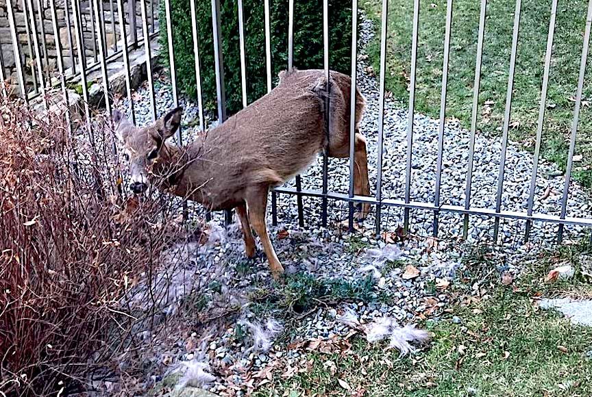Oh, deer! Firefighters to the rescue | Westport Journal