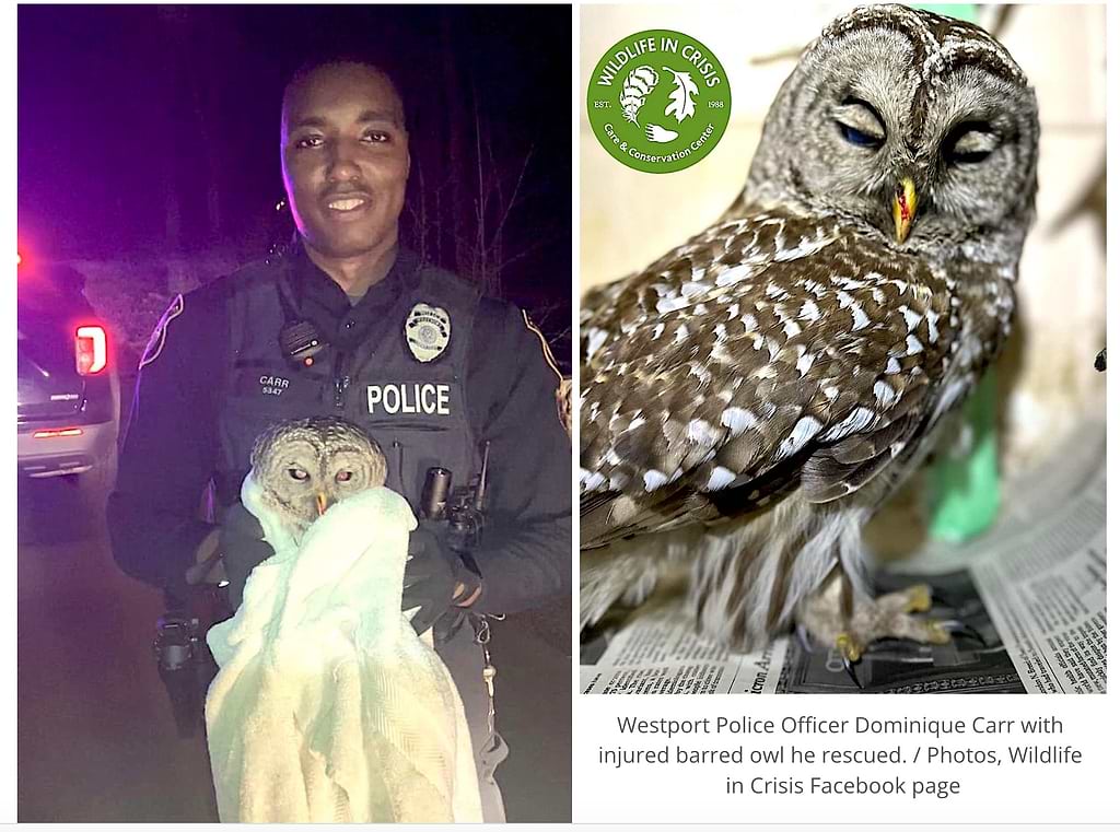 Injured barred owl rescued by Westport police officer | Westport Journal